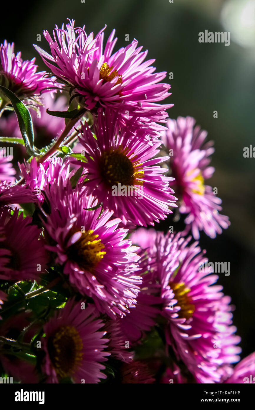 Bouquet with pink asters. Flowers on dark background. Nature flower ...