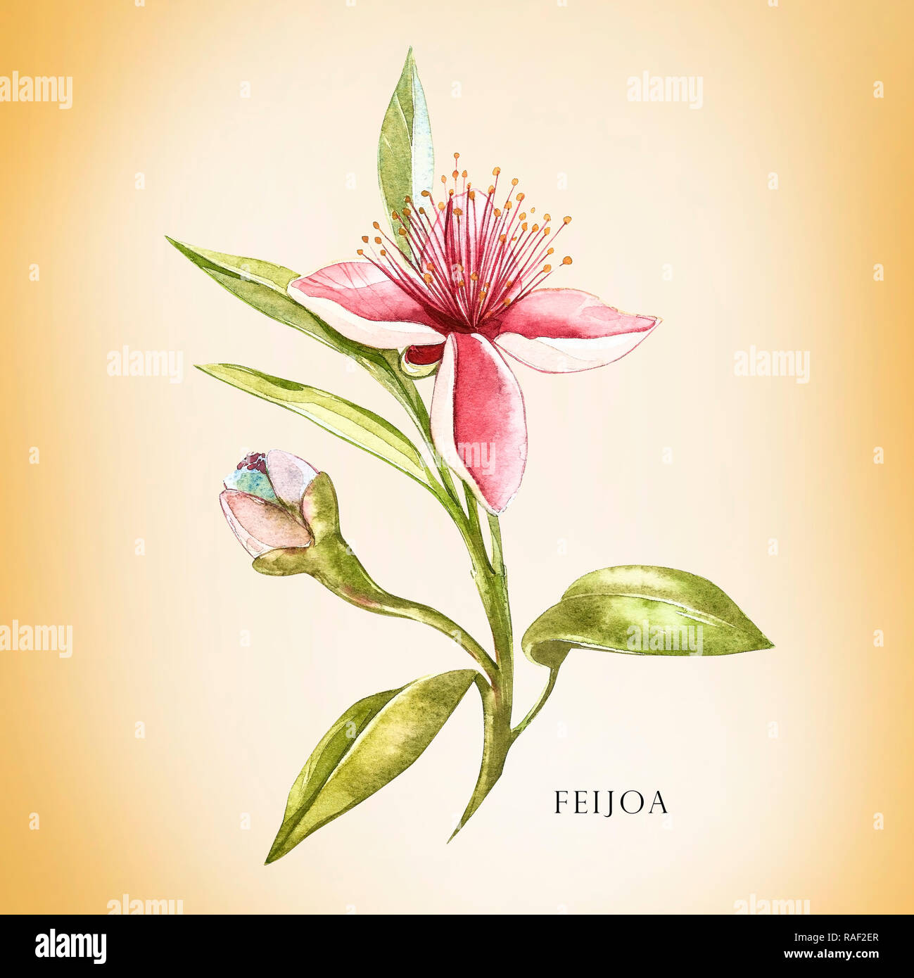 Watercolor illustration feijoa plant. Hand drawn watercolor painting on ...