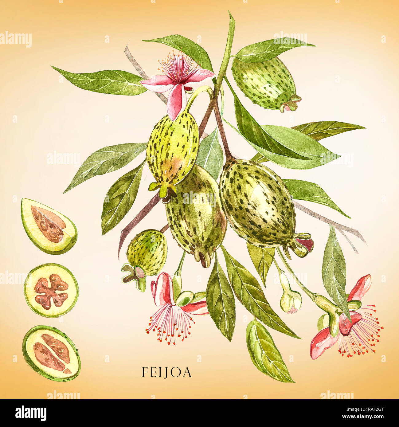 Watercolor illustration feijoa plant. Hand drawn watercolor painting on ...