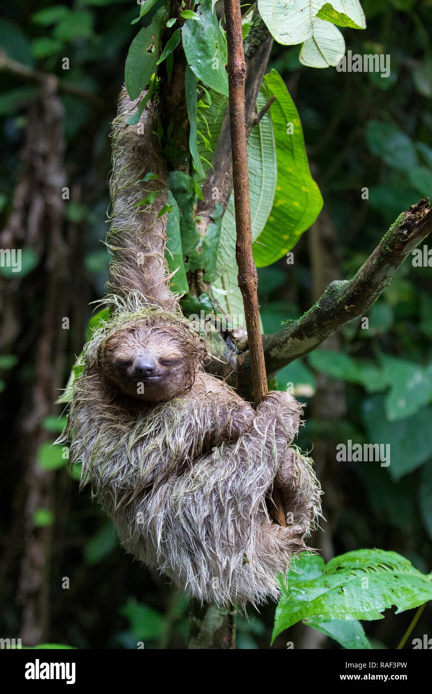 Three-toed sloth in Costa Rican rainforest Stock Photo - Alamy