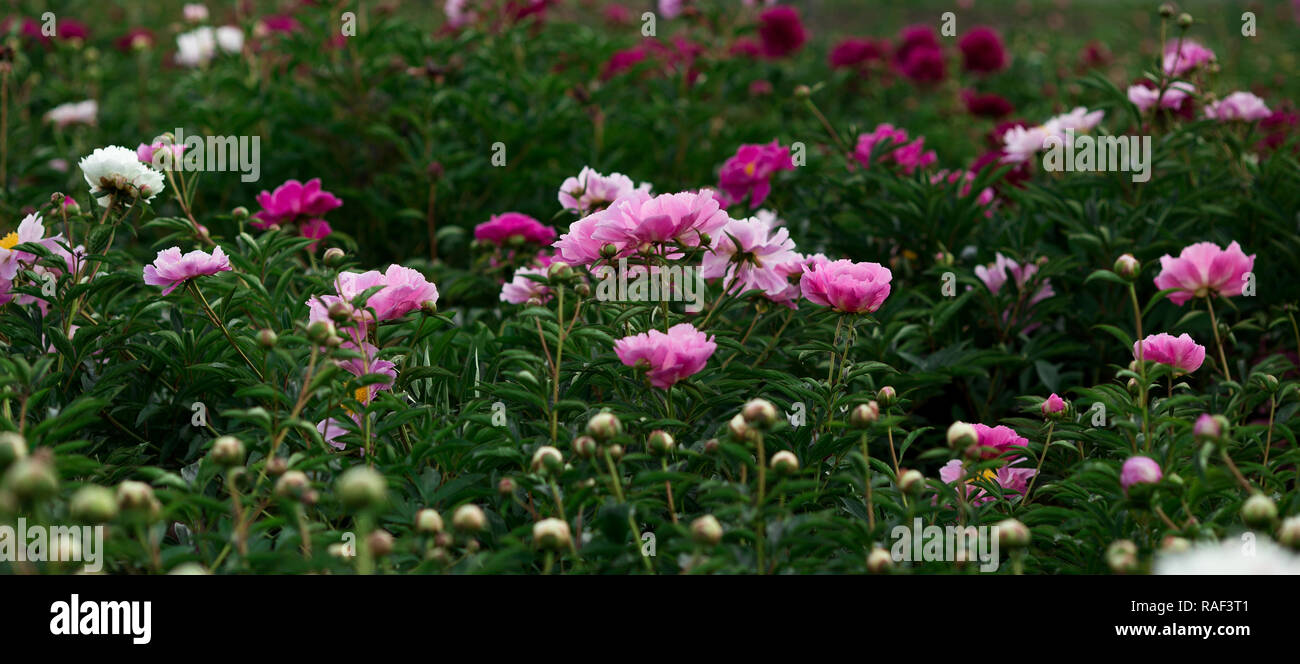 Beautiful pions hi-res stock photography and images - Alamy