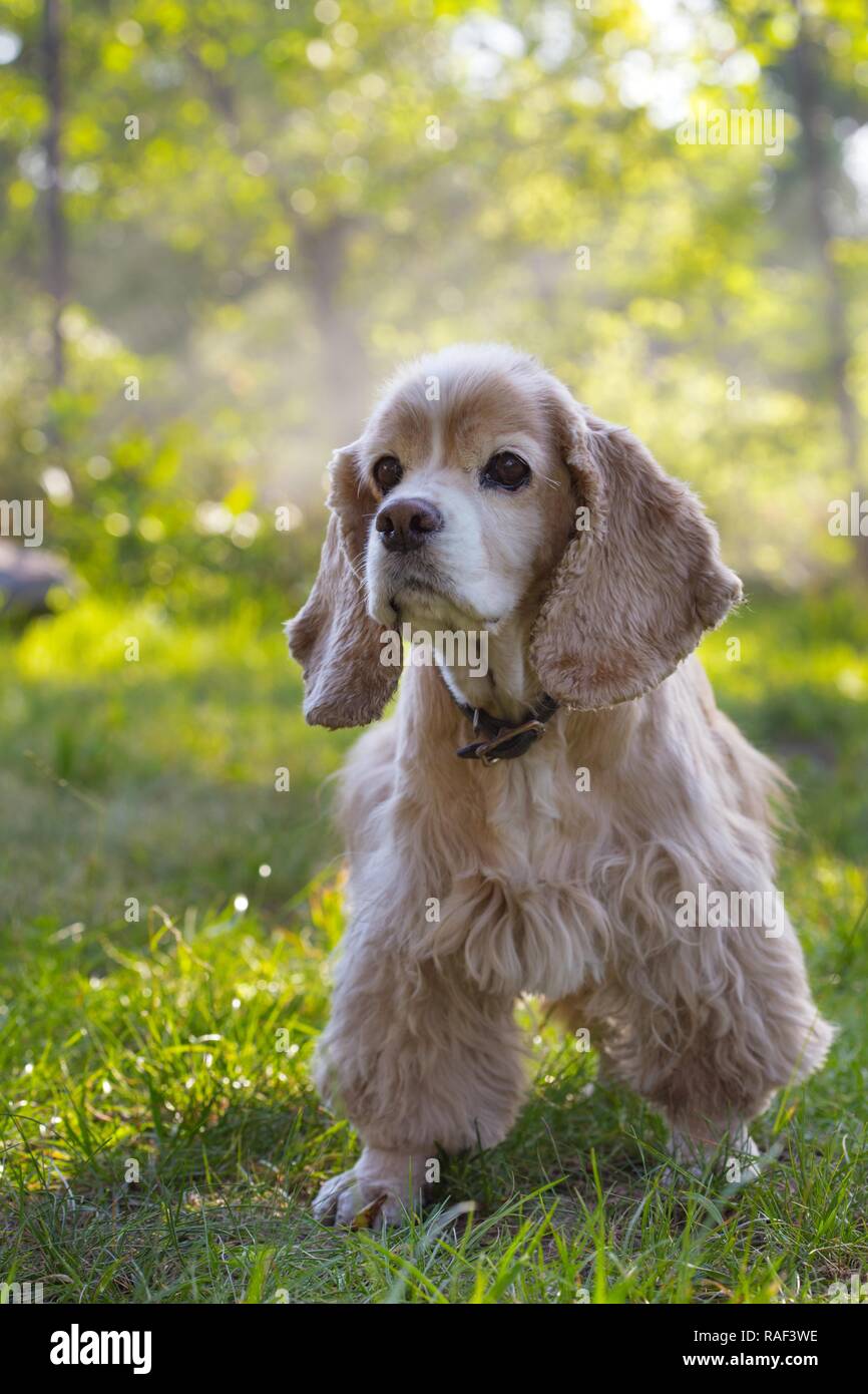 Older spaniel hi-res stock photography and images - Alamy