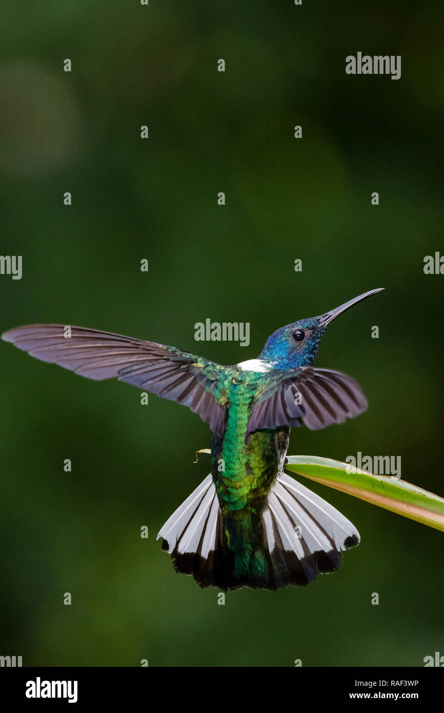 White-necked Jacobin hummingbird in Costa Rica Stock Photo - Alamy