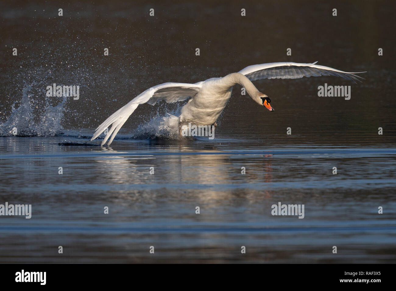 Splashdown of the swan hi-res stock photography and images - Alamy