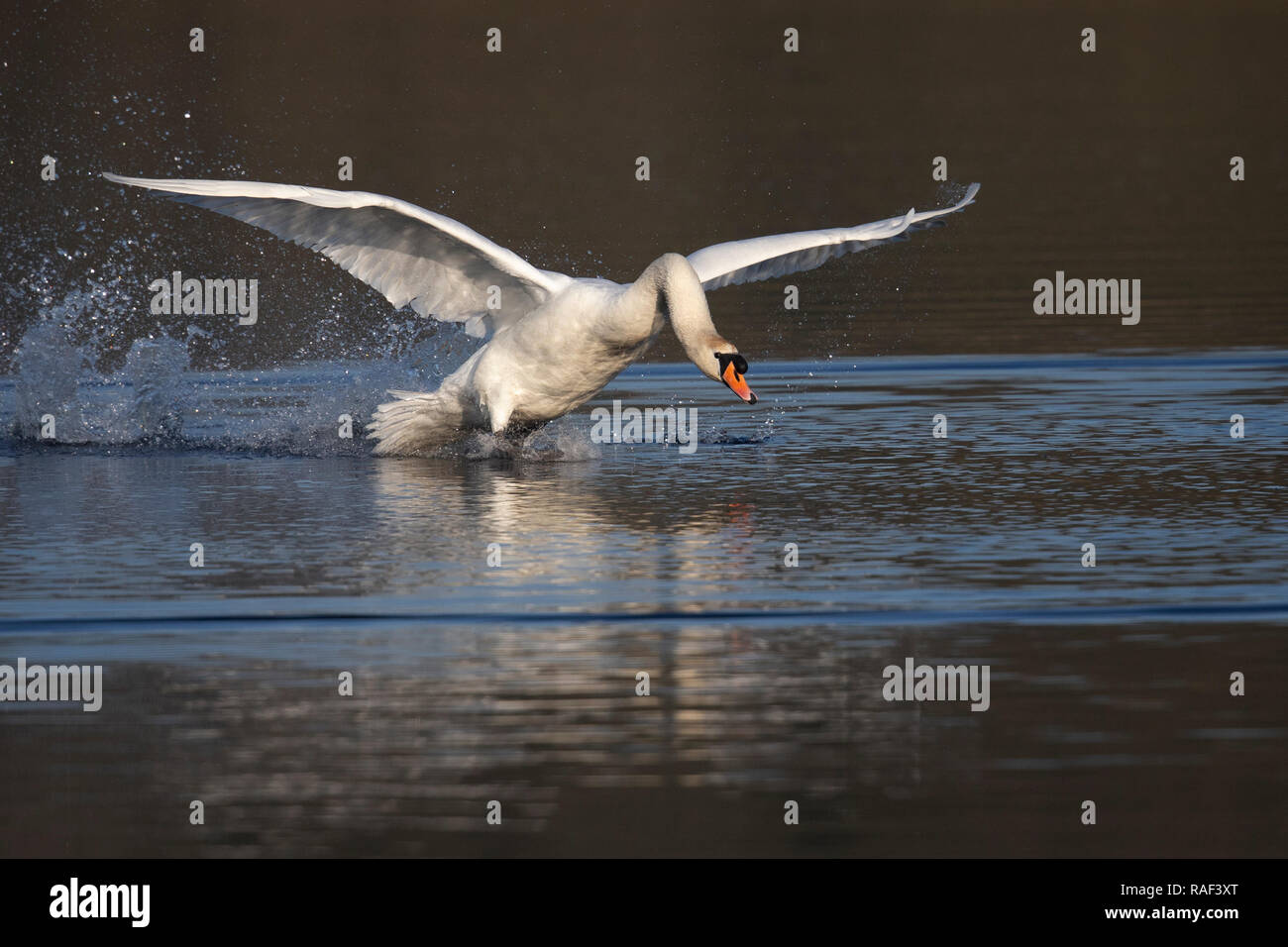 Splashdown of the swan hi-res stock photography and images - Alamy