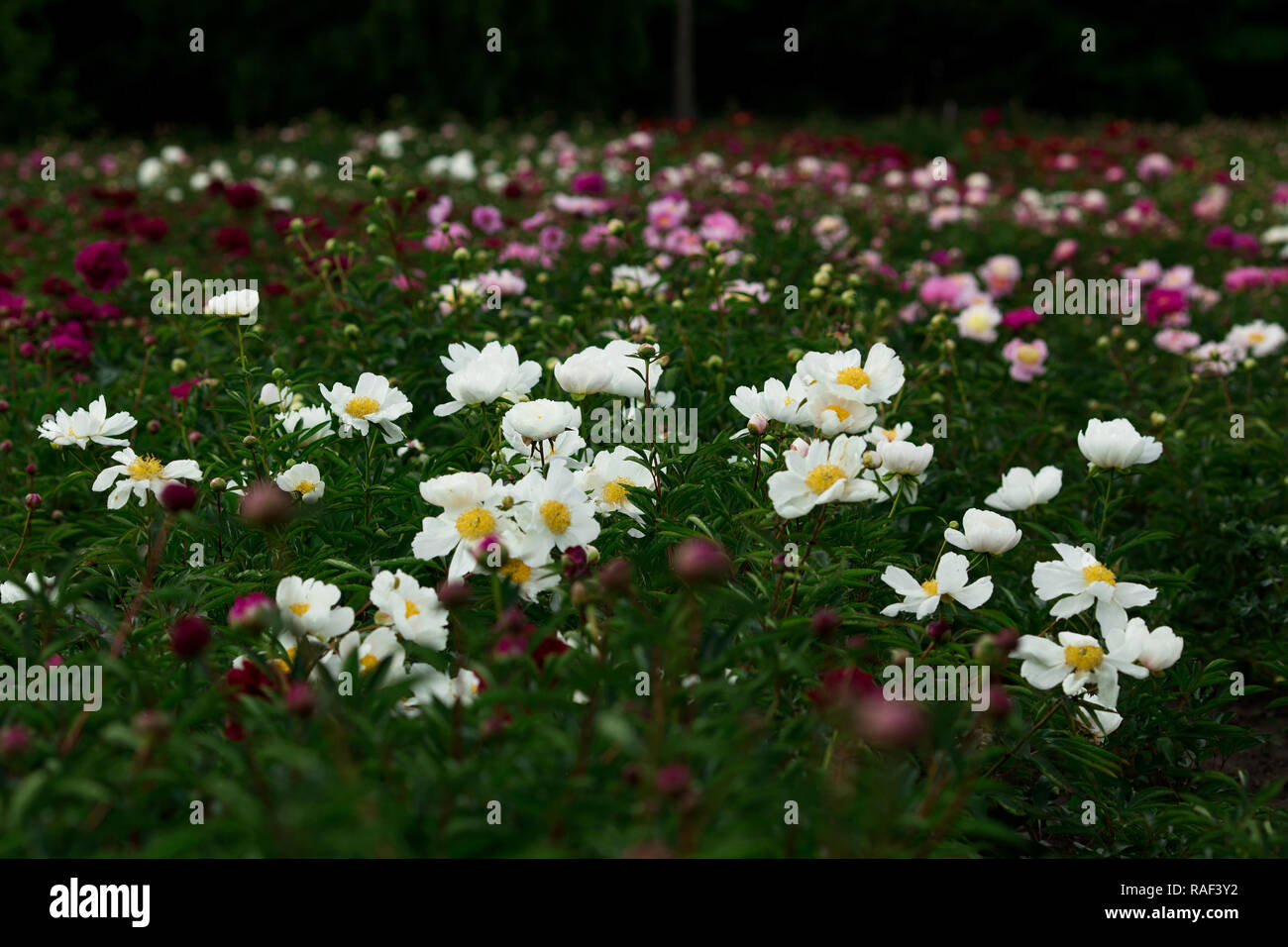 Peony Field Stock Photos & Peony Field Stock Images - Alamy