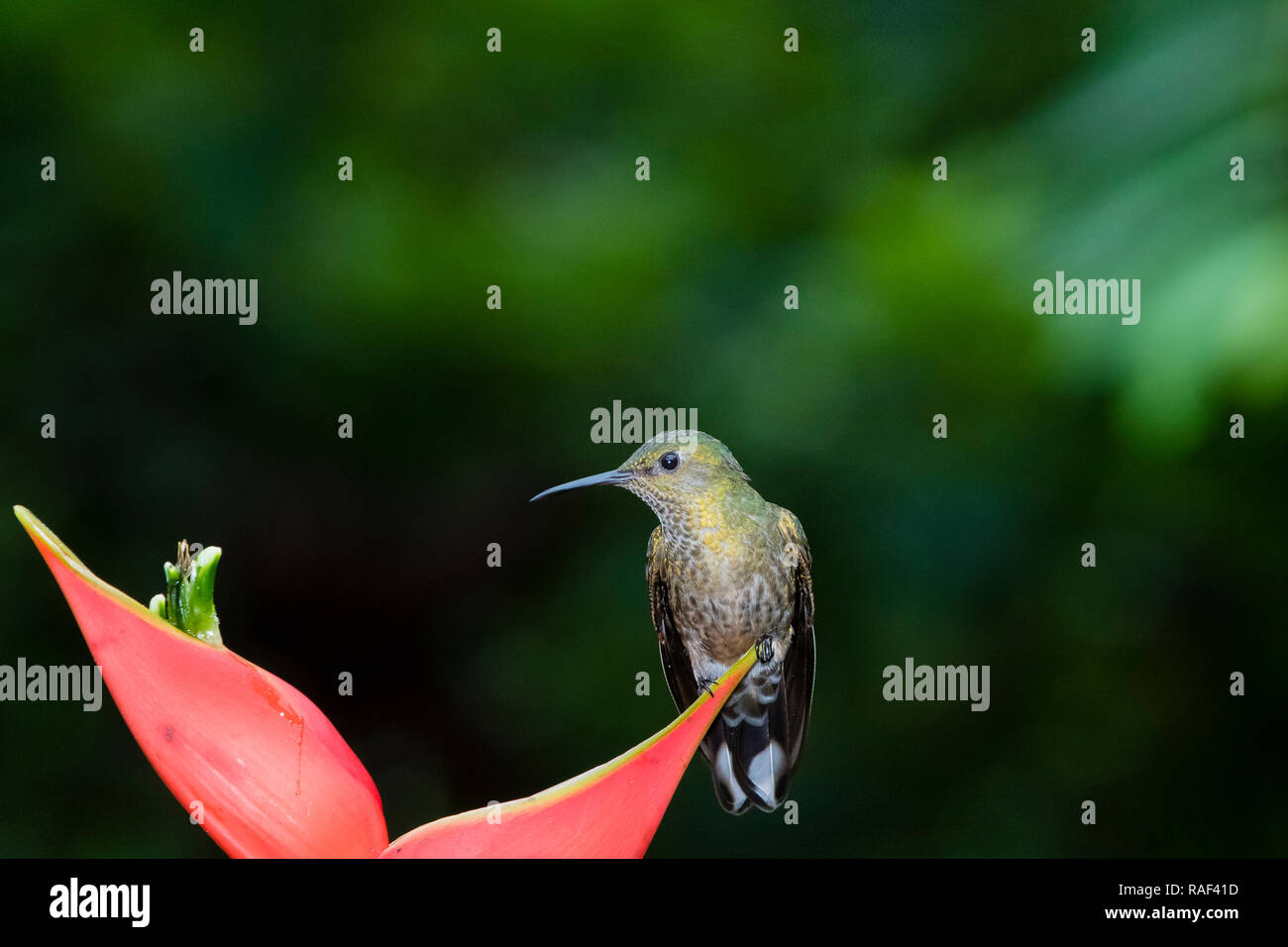 Female hummingbird hi-res stock photography and images - Alamy