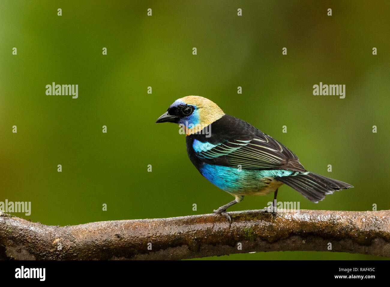Golden-hooded tanager in Costa Rican rainforest Stock Photo - Alamy