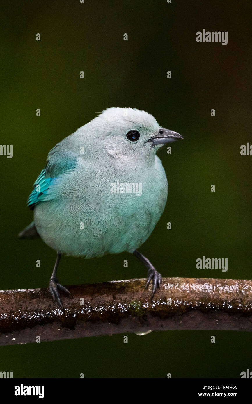 Blue-Grey Tanager in Costa Rican rainforest Stock Photo - Alamy
