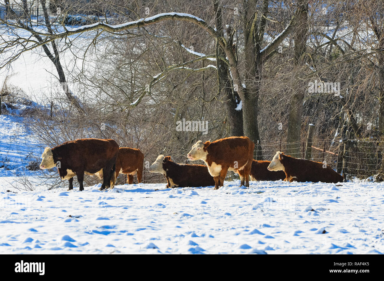 Cows hanging around in the snow looking for grass and something to do ...