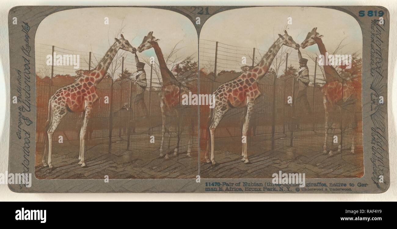 Pair of Nubian (three-horned) giraffes, native to German E. Africa ...