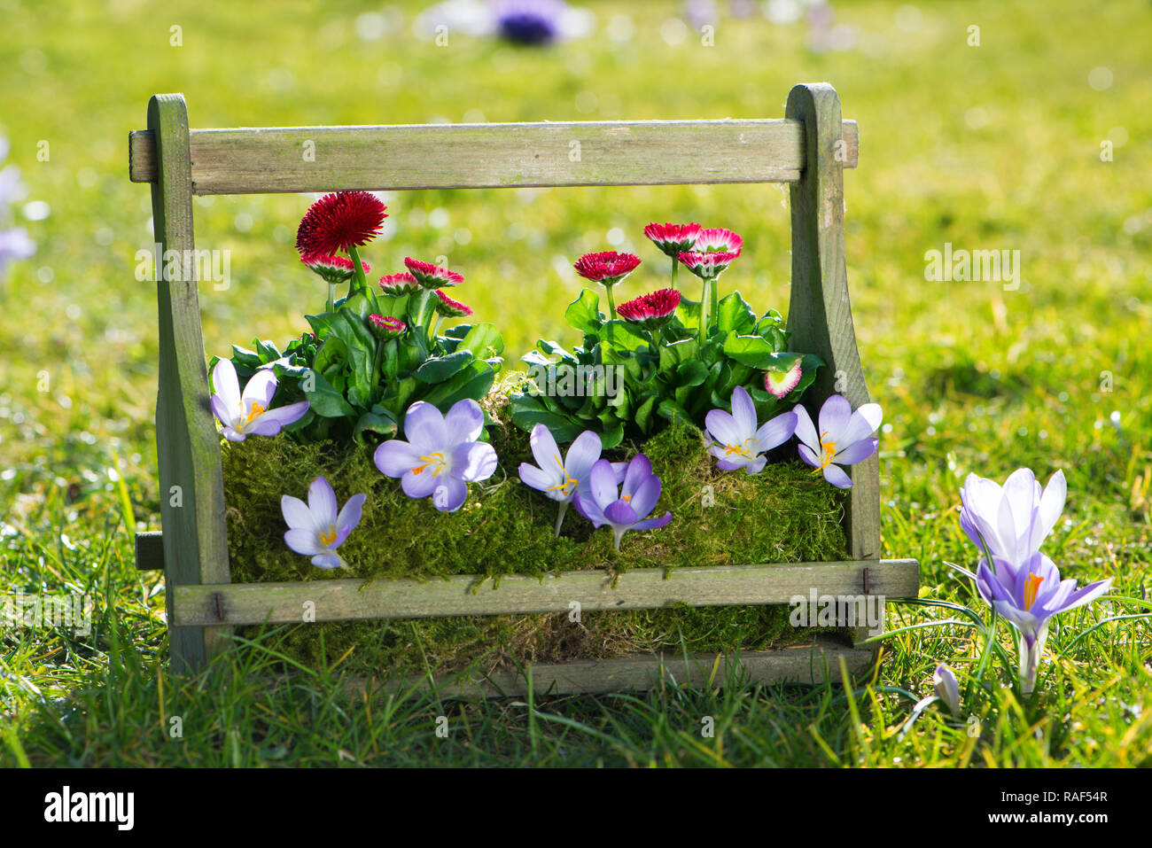 Colorful spring flowers Stock Photo - Alamy