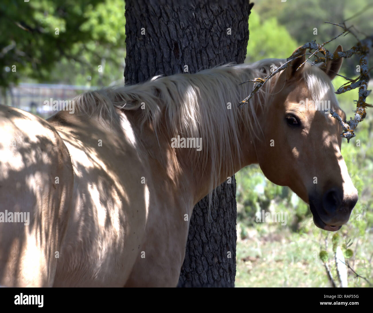 Blond Horse Under Tree Stock Photo - Alamy