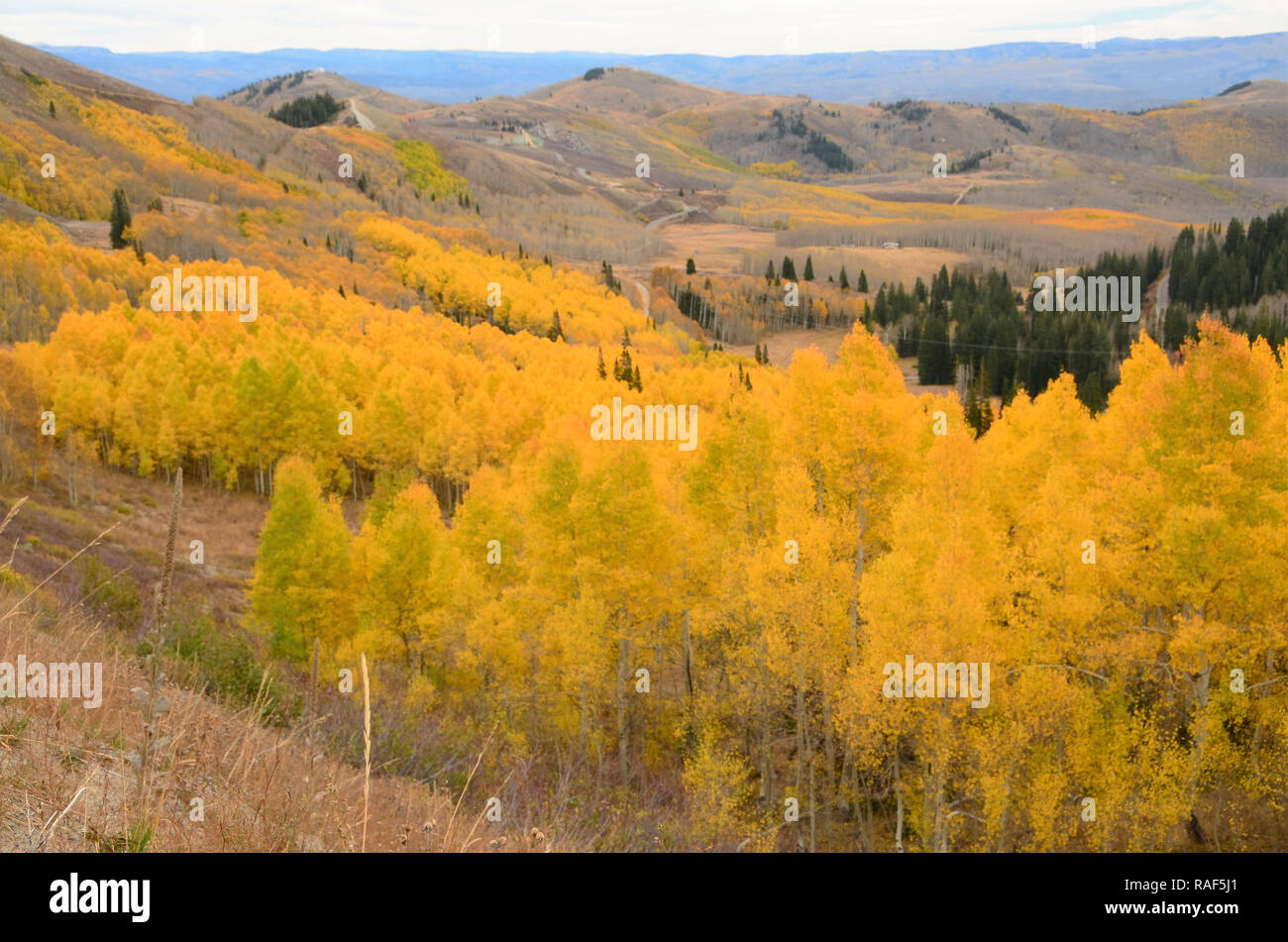 Autumn vistas in the Wasatch Mountains of Utah Stock Photo - Alamy