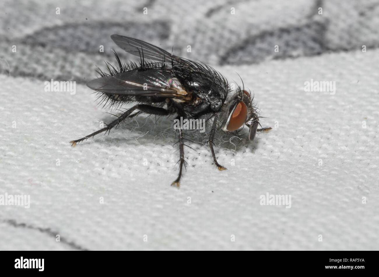 Domestic study hi-res stock photography and images - Alamy