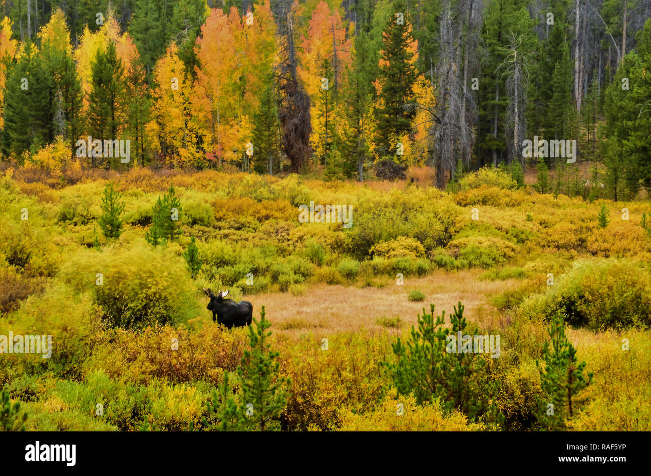 Autumn vistas in the Wasatch Mountains of Utah Stock Photo - Alamy