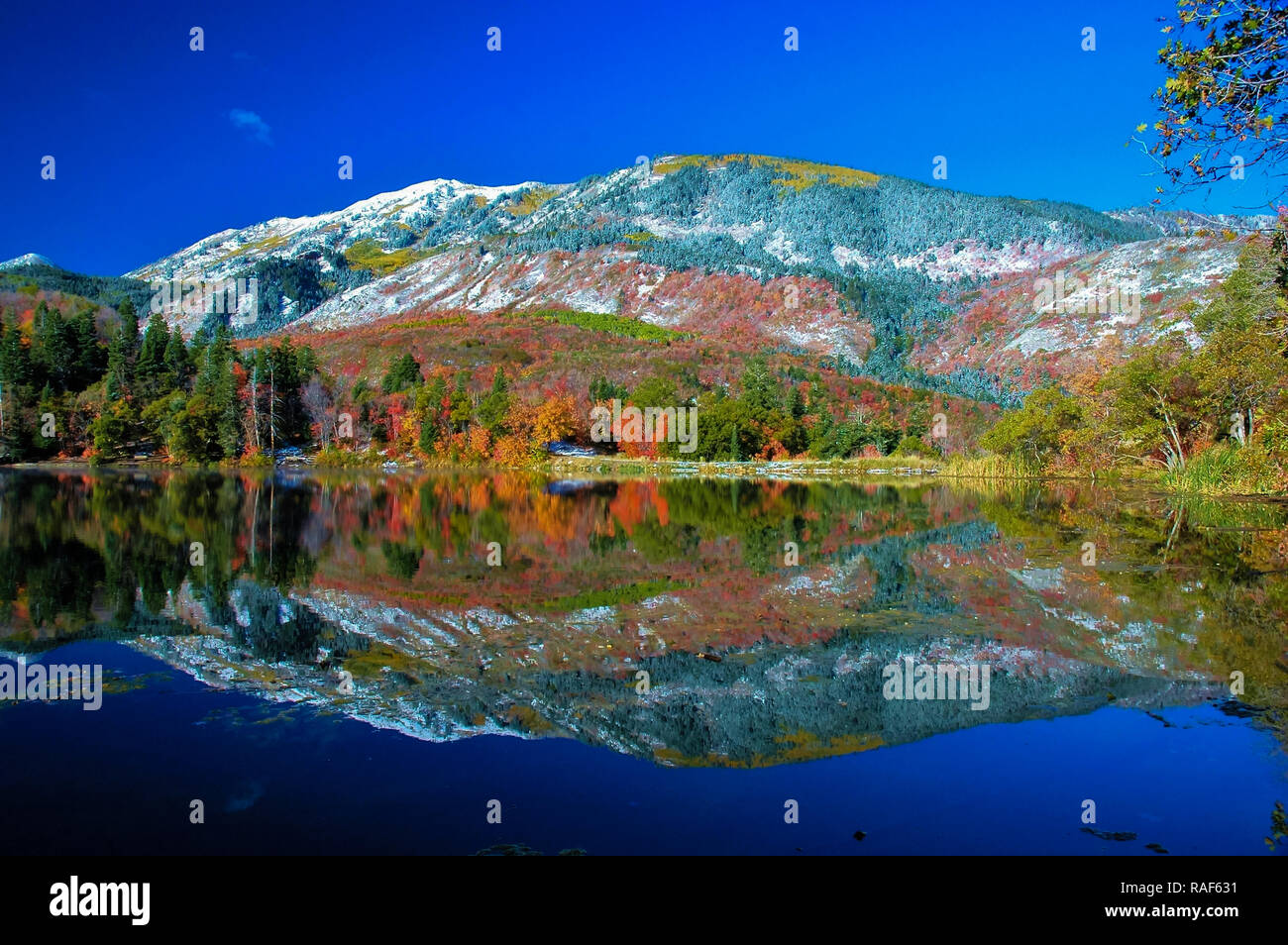 Autumn vistas in the Wasatch Mountains of Utah Stock Photo - Alamy