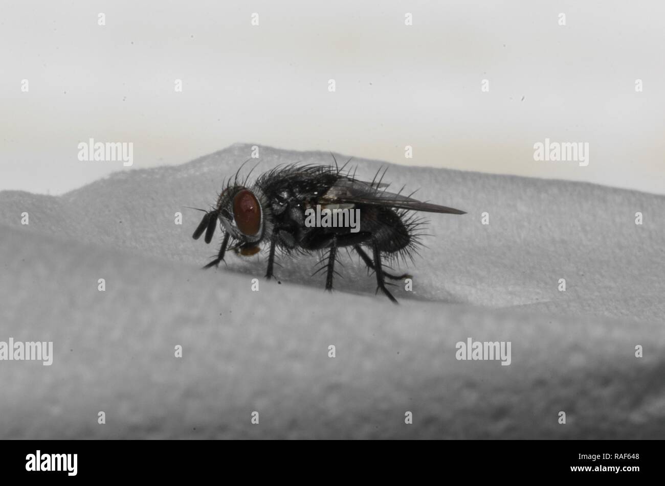 Specimen of domestic fly in the foreground Stock Photo - Alamy