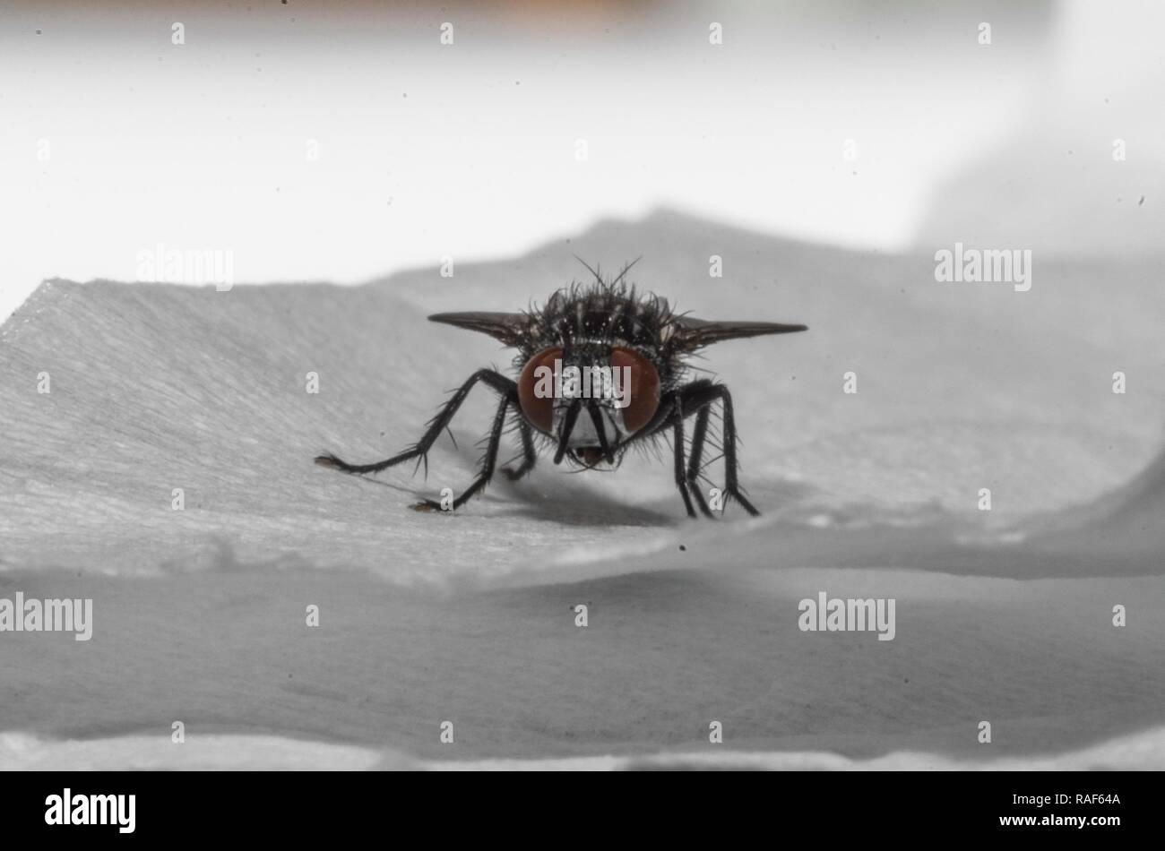 Specimen of domestic fly in the foreground Stock Photo - Alamy