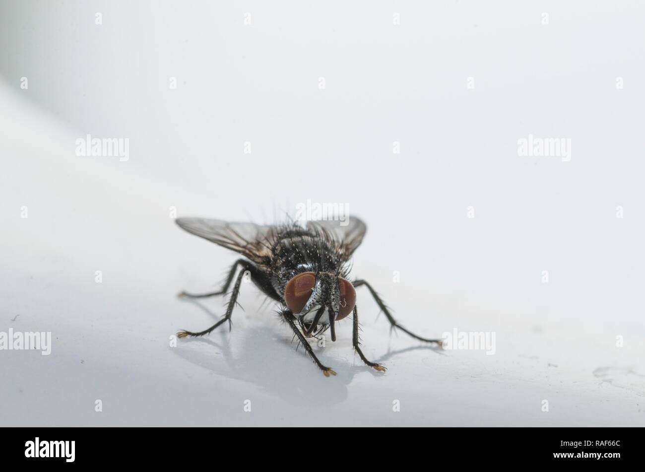 Domestic insect hi-res stock photography and images - Alamy