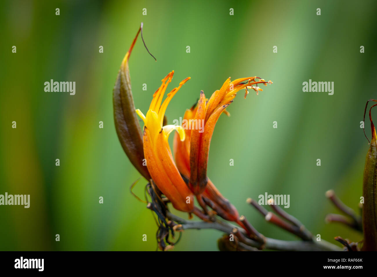 Harakeke hi-res stock photography and images - Alamy