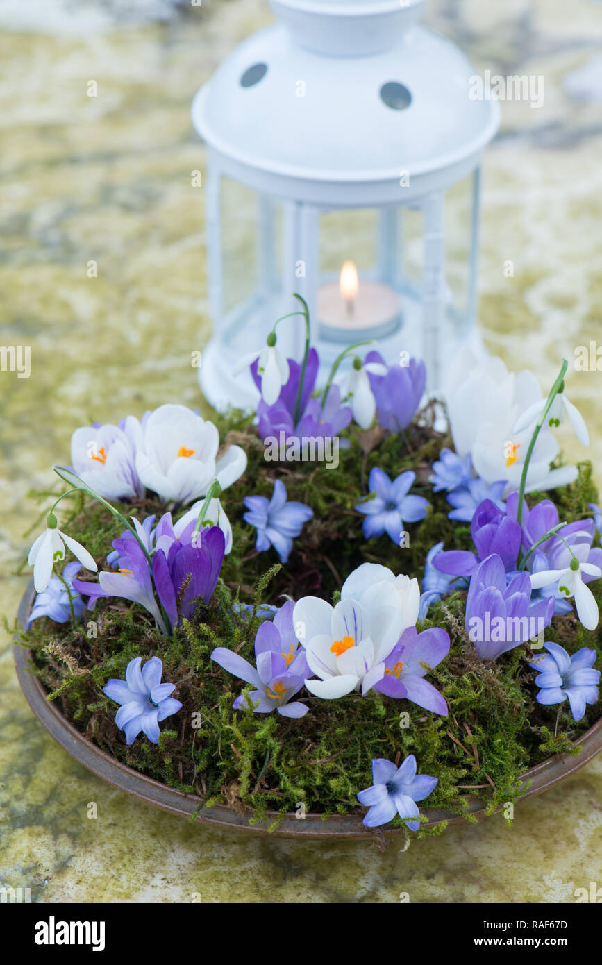 Colorful spring flowers Stock Photo - Alamy