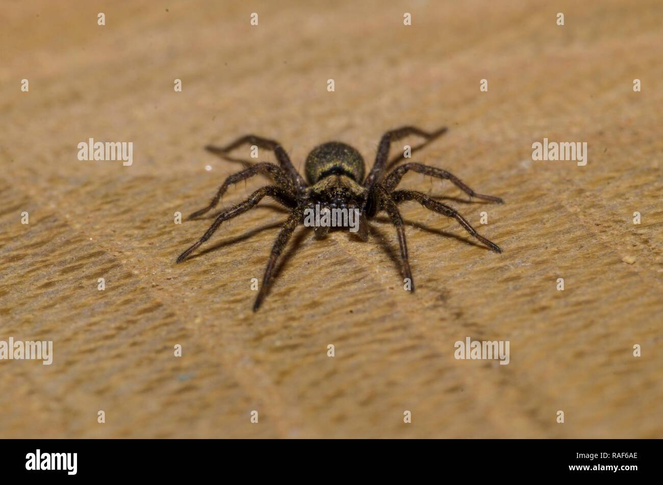 Zoropsidae hi-res stock photography and images - Alamy