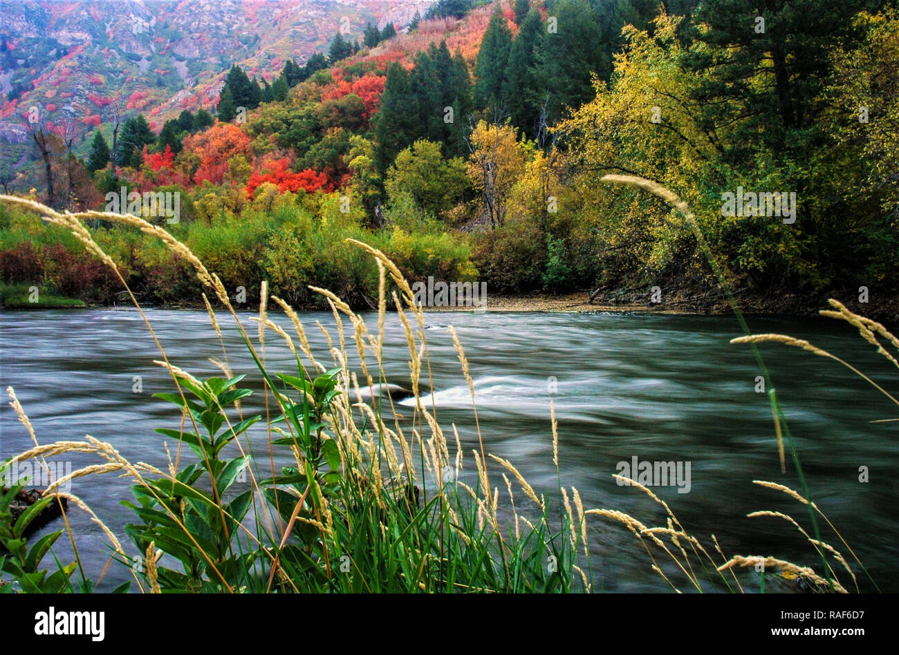 Autumn vistas in the Wasatch Mountains of Utah Stock Photo - Alamy