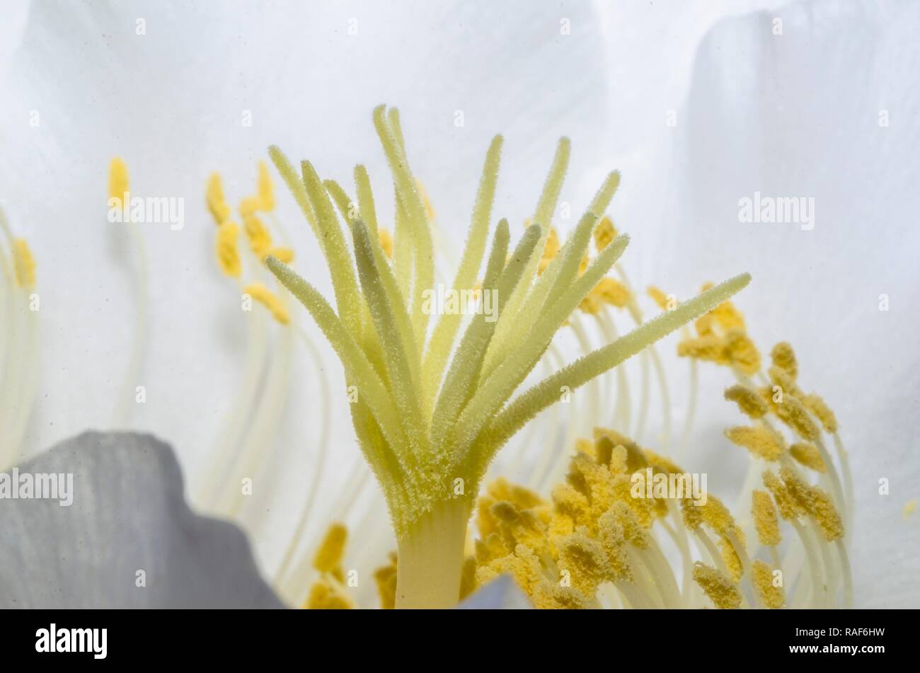 Detail inside a cactus flower Stock Photo - Alamy