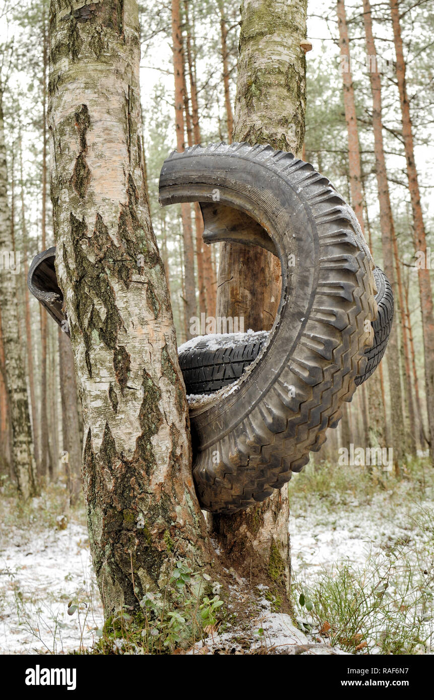 Winter in the woods.A torn tire hanging from a tree Stock Photo - Alamy