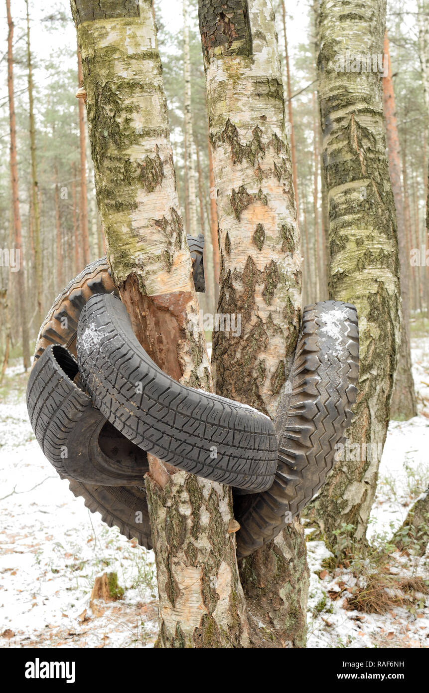 Winter in the woods.A torn tire hanging from a tree Stock Photo - Alamy
