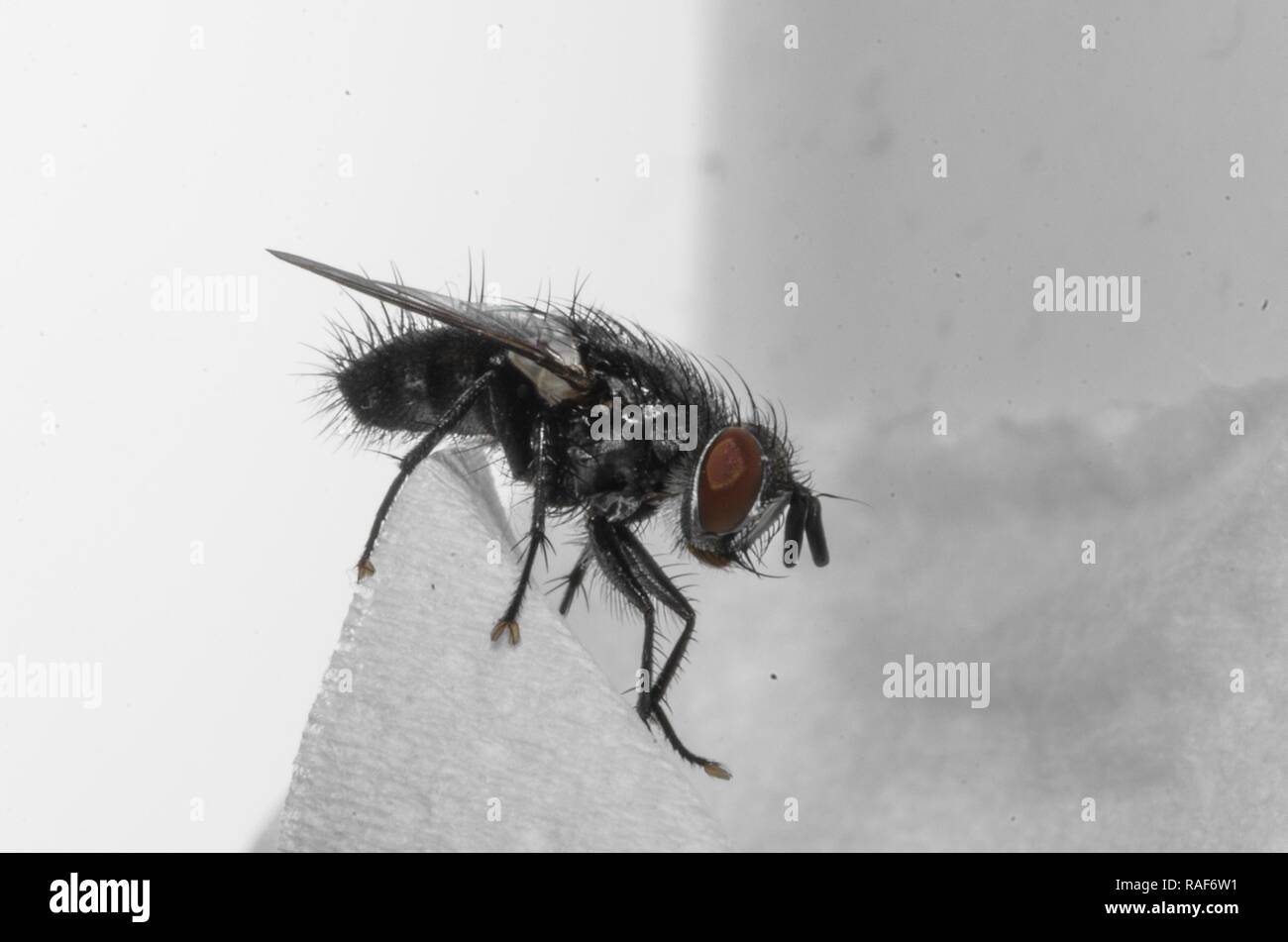 Domestic macro hi-res stock photography and images - Alamy