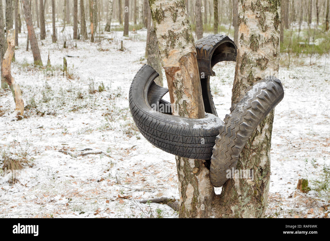 Winter in the woods.A torn tire hanging from a tree Stock Photo - Alamy