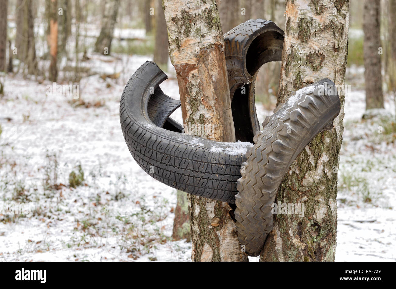 Old tyre hanging from tree hi-res stock photography and images - Alamy