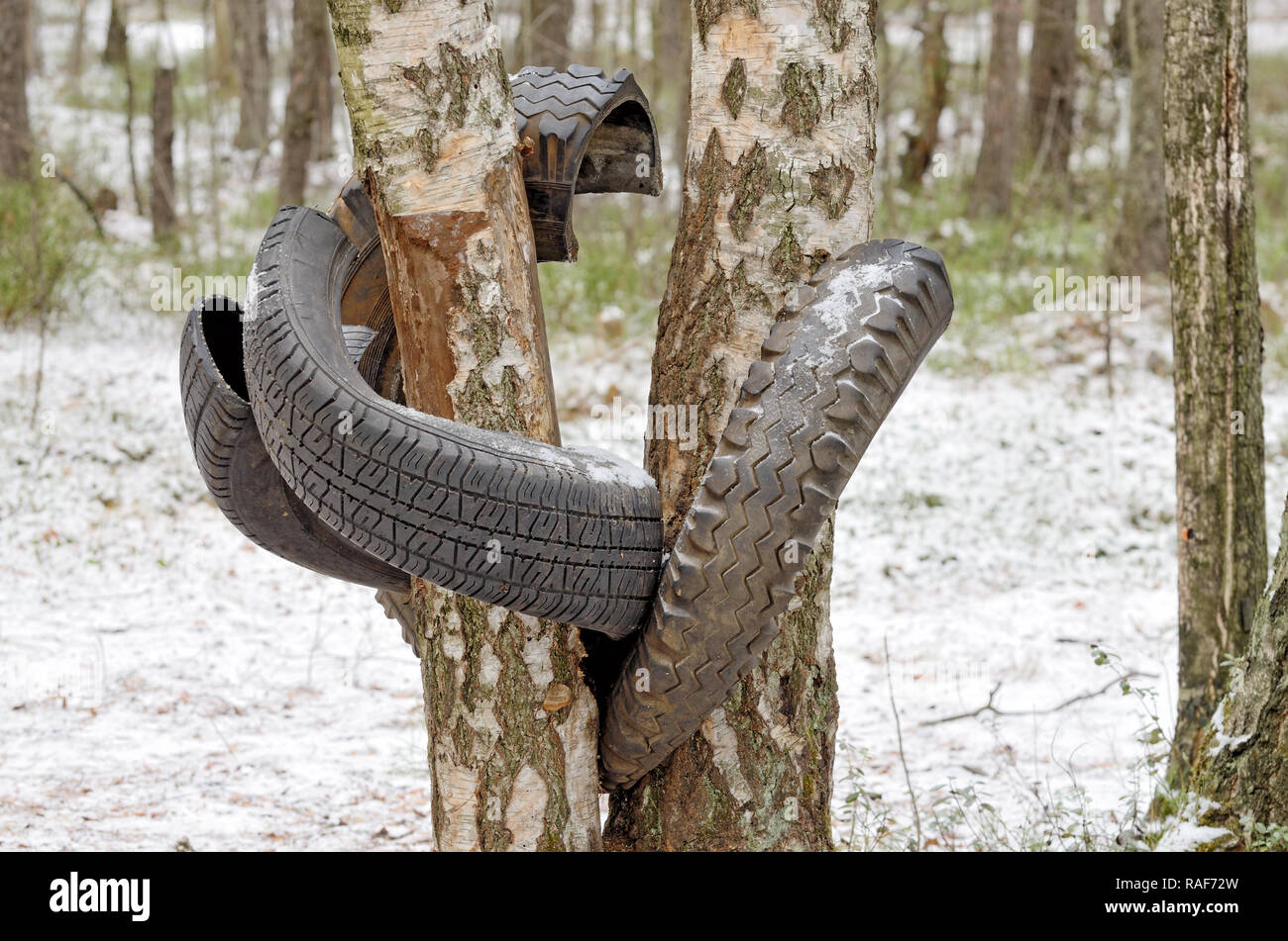 Winter in the woods.A torn tire hanging from a tree Stock Photo - Alamy