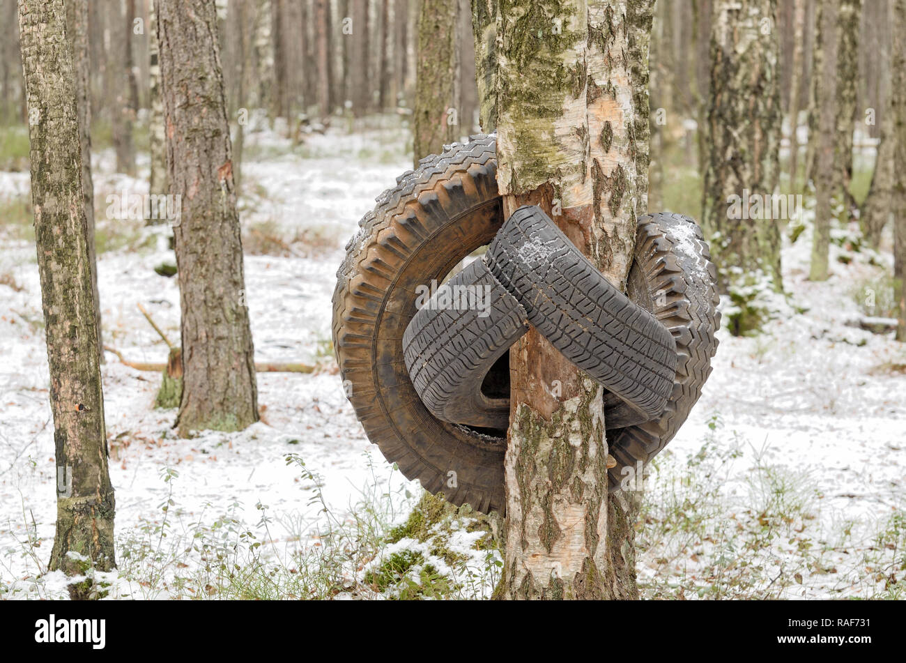 Old tyre hanging from tree hi-res stock photography and images - Alamy