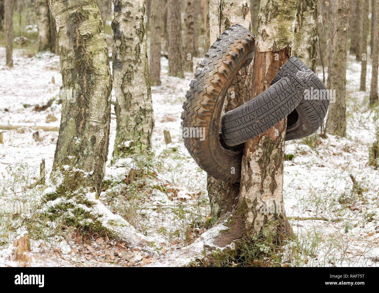 Old tyre hanging from tree hi-res stock photography and images - Alamy