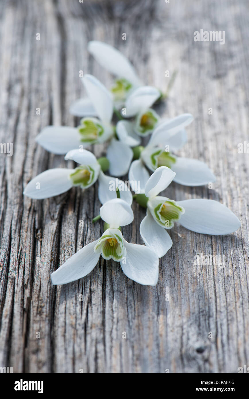 Snowdrops on wooden background Stock Photo - Alamy