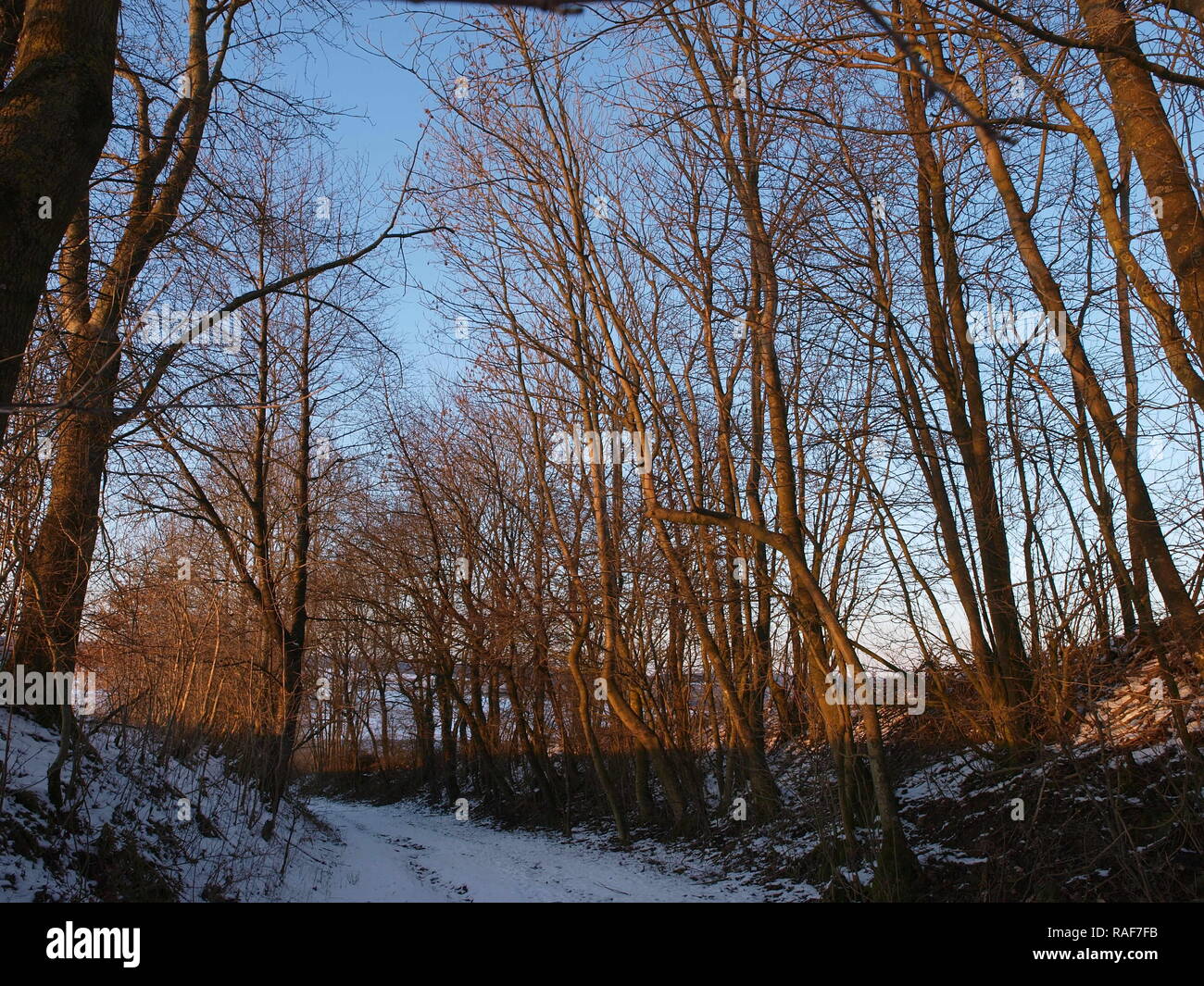 Forest during winter Stock Photo - Alamy