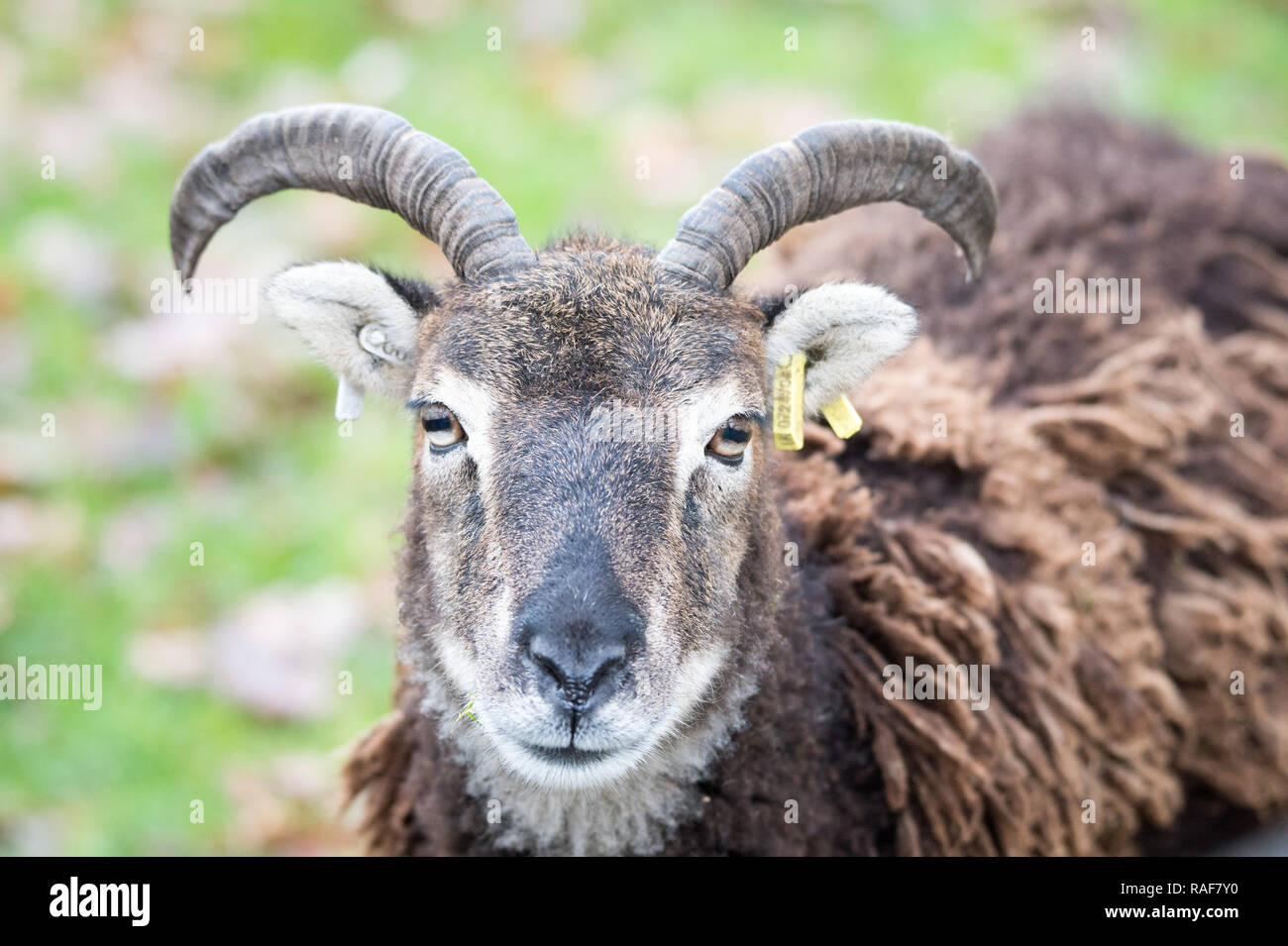 portrait of a sheep, ancient breed, brecon beacons national park Stock ...