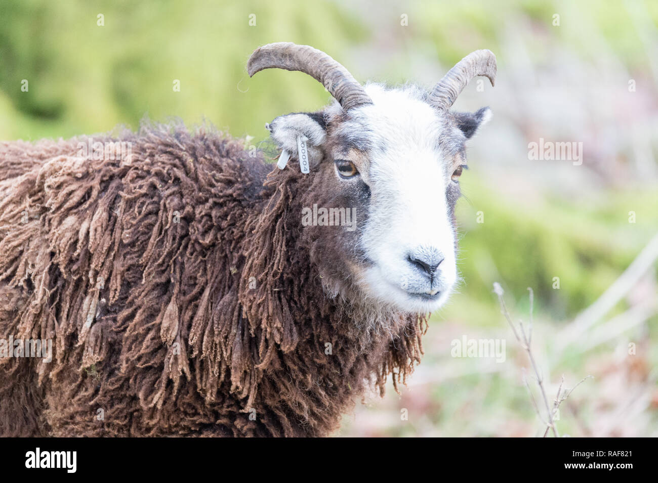 portrait of a sheep, ancient breed, brecon beacons national park Stock ...
