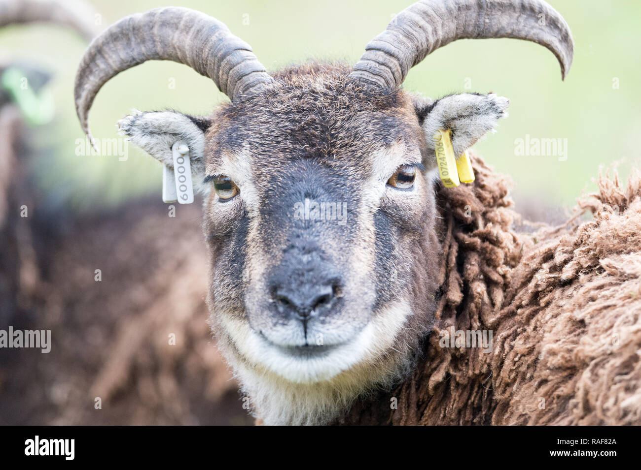 portrait of a sheep, ancient breed, brecon beacons national park Stock ...