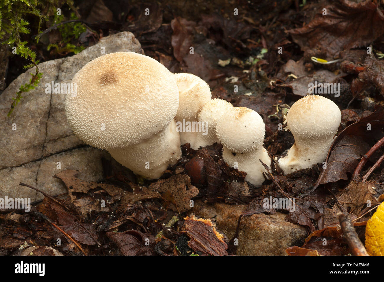 Lycoperdon perlatum group forest hi-res stock photography and images ...