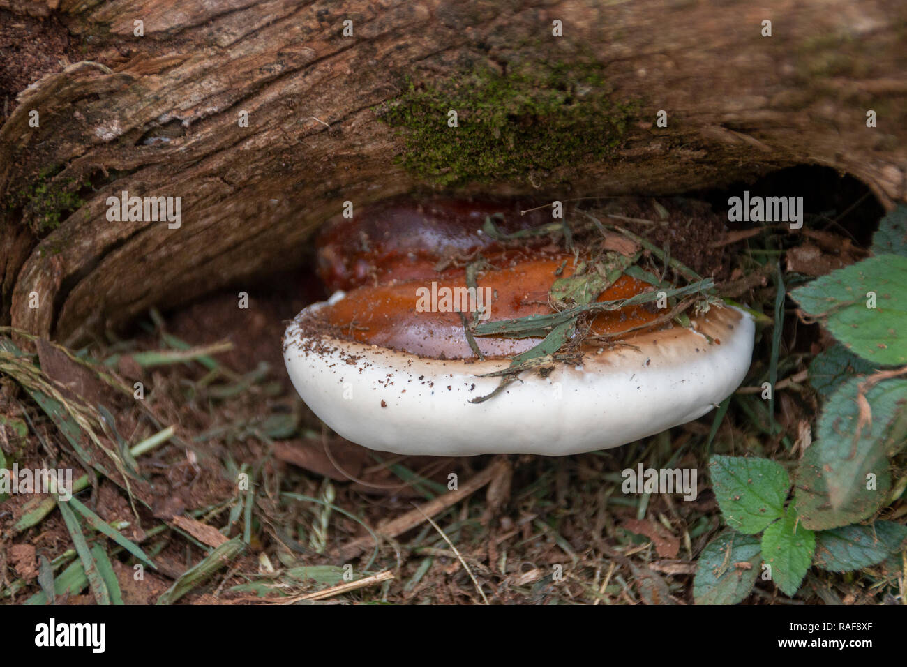 Garden fungus hi-res stock photography and images - Alamy
