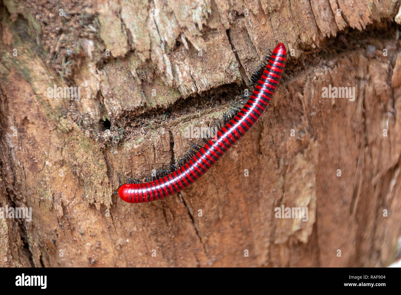 Red millipede hi-res stock photography and images - Alamy