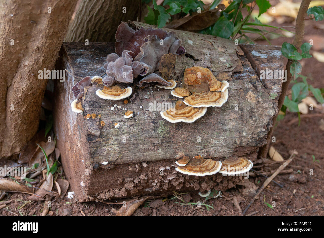 A close up front view of fungus growing on the side of a tree stump in ...