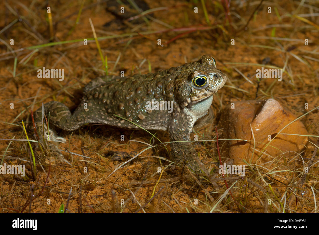 Especies africa hi-res stock photography and images - Alamy