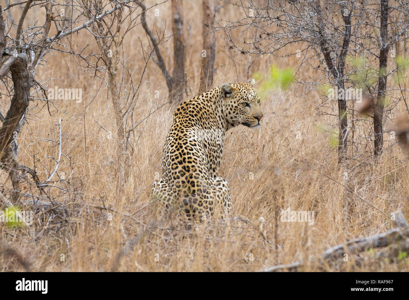 Leopard looking around Stock Photo - Alamy