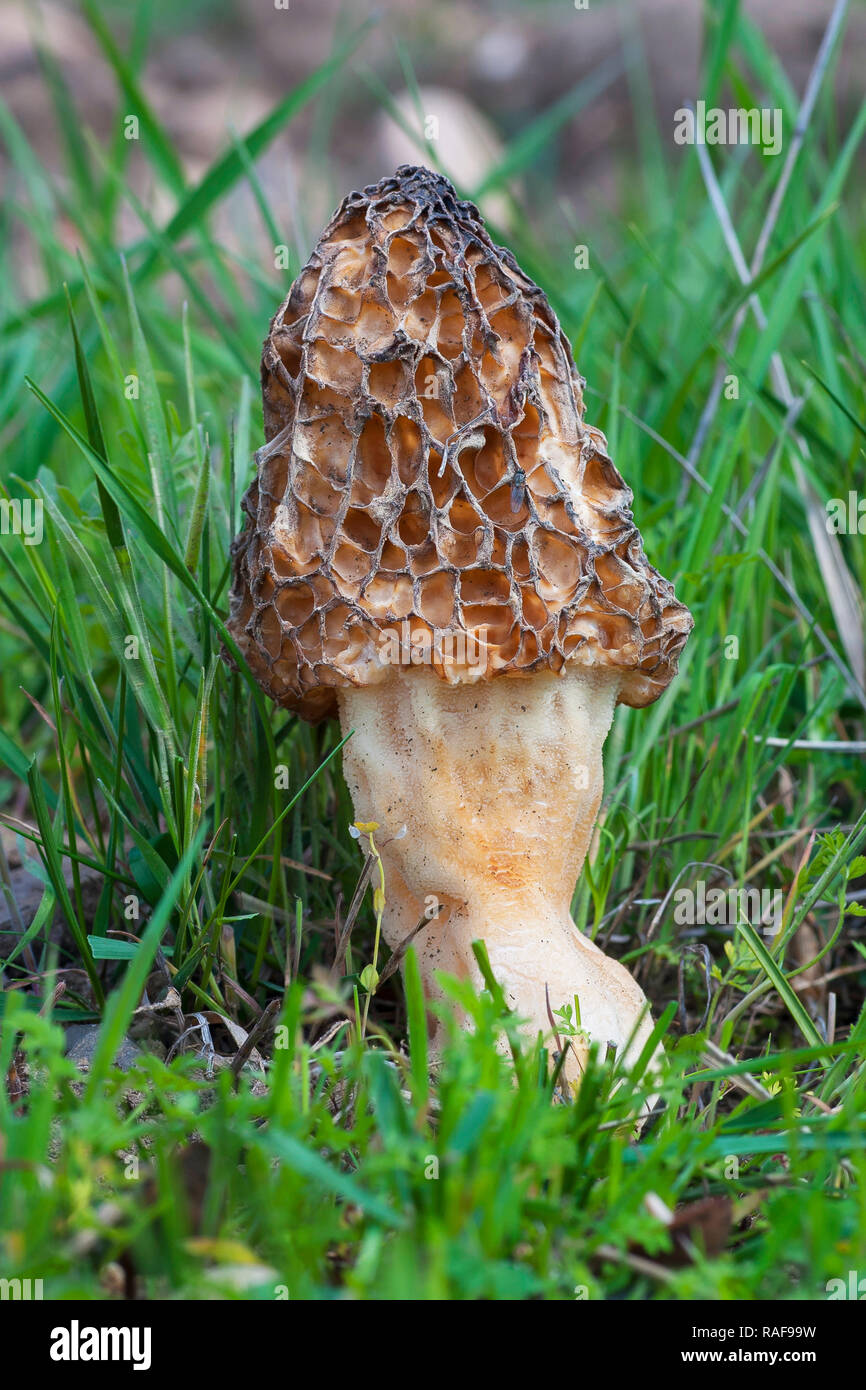 Morchella True Morels High Resolution Stock Photography and Images - Alamy