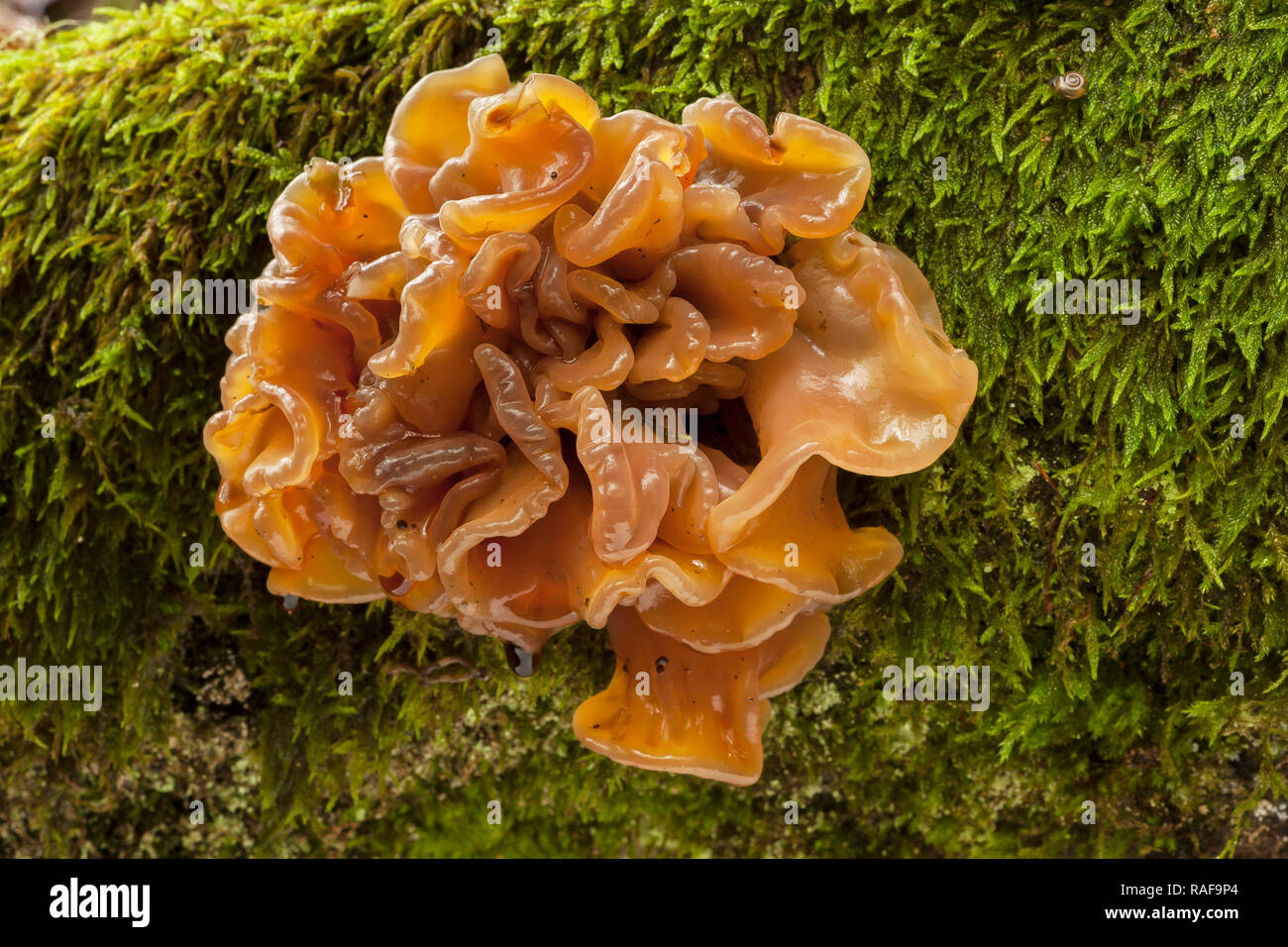 Tremella hi-res stock photography and images - Alamy